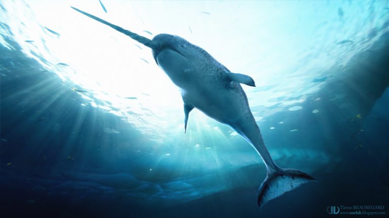 ¿Por qué existen los narvales? | Radio Activa IESMDC